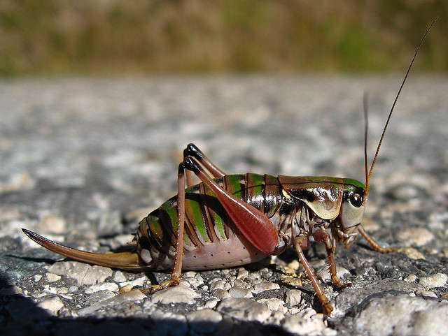 Les insectes | Le Grillon Grillé